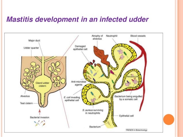 MASTITIS DIAGNOSIS by ADIL RASOOL PARAY