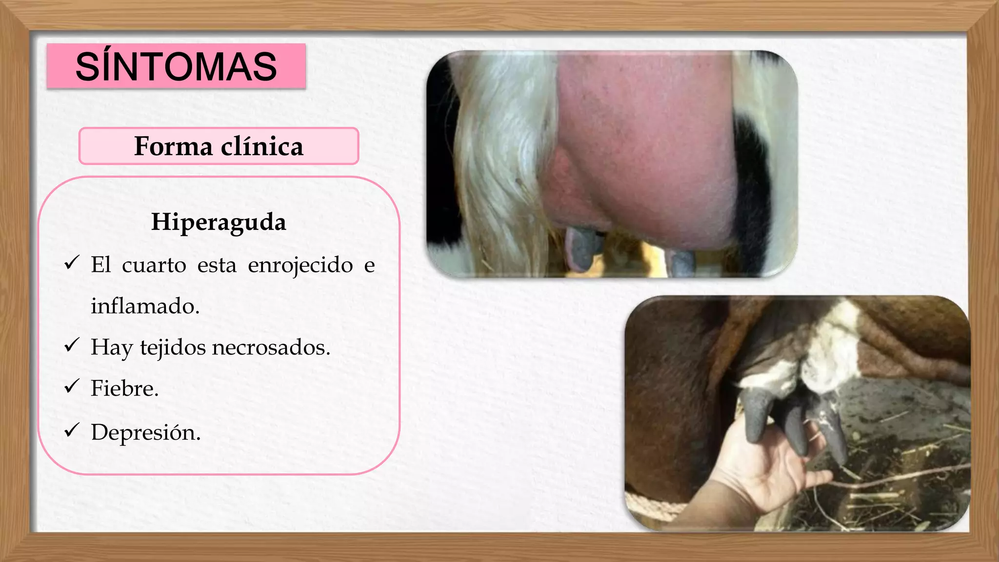 Mastitis en bovinos | PPTX | Veterinary Medicine | Pets