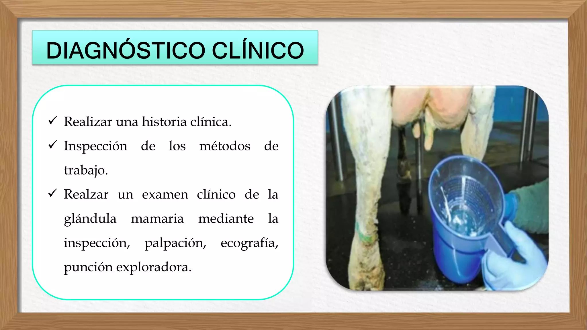 Mastitis en bovinos | PPTX | Veterinary Medicine | Pets
