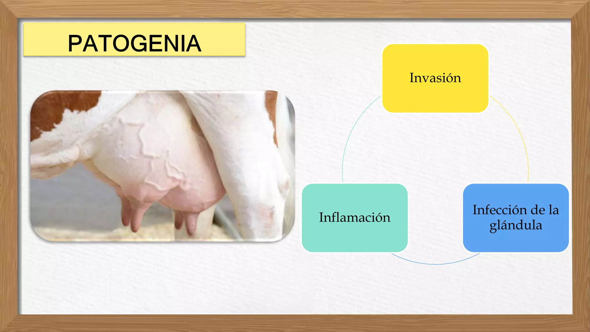 Mastitis en bovinos | PPTX | Veterinary Medicine | Pets