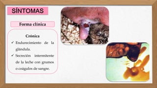 Mastitis en bovinos | PPTX