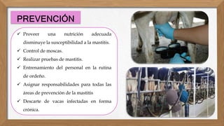 Mastitis en bovinos | PPTX