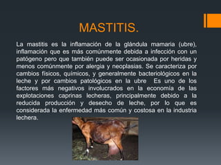 MASTITIS EN OVINOS Y CAPRINOS.pptx