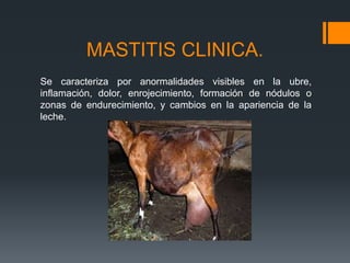 MASTITIS EN OVINOS Y CAPRINOS.pptx