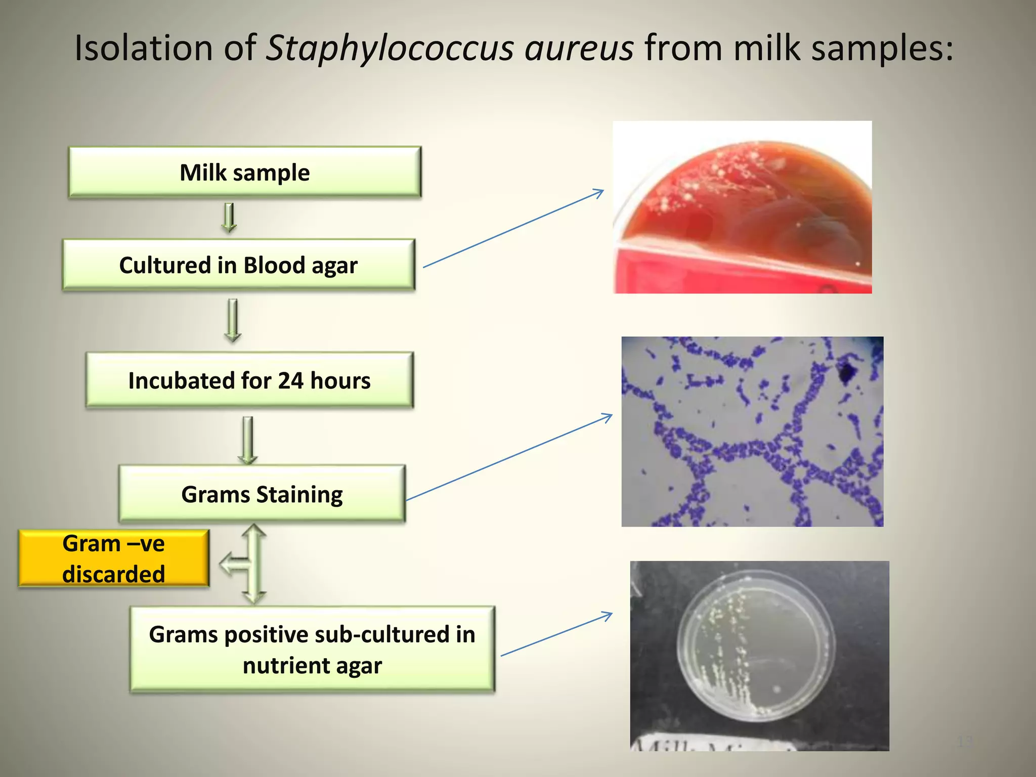 Mastitis in dairy cows a case study of public health hazard in Sau ...