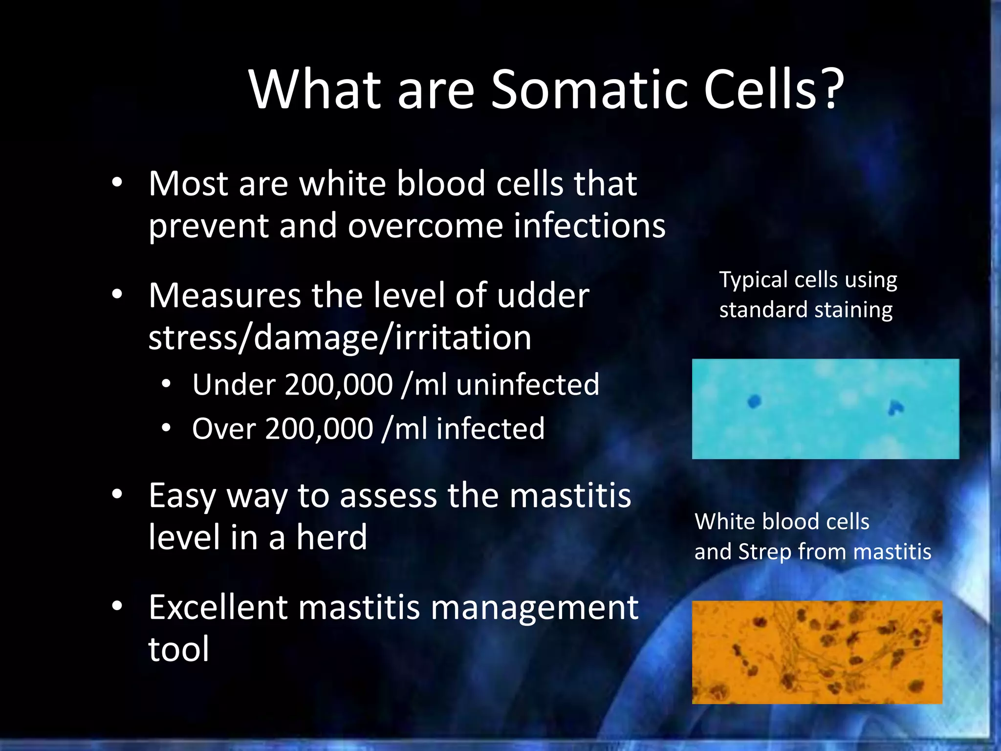 Mastitis Management and Prevention | PPTX