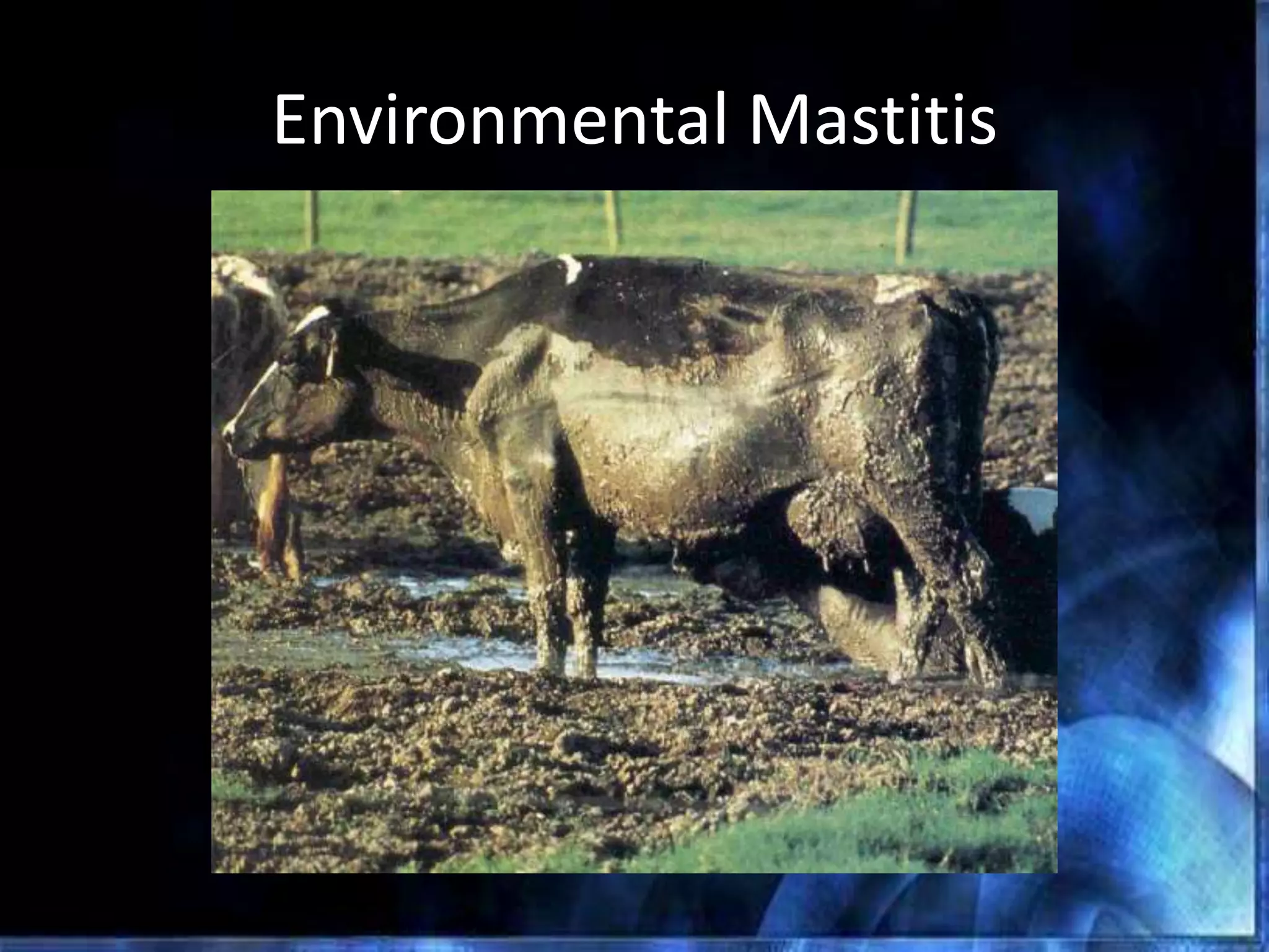 Mastitis Management and Prevention | PPTX