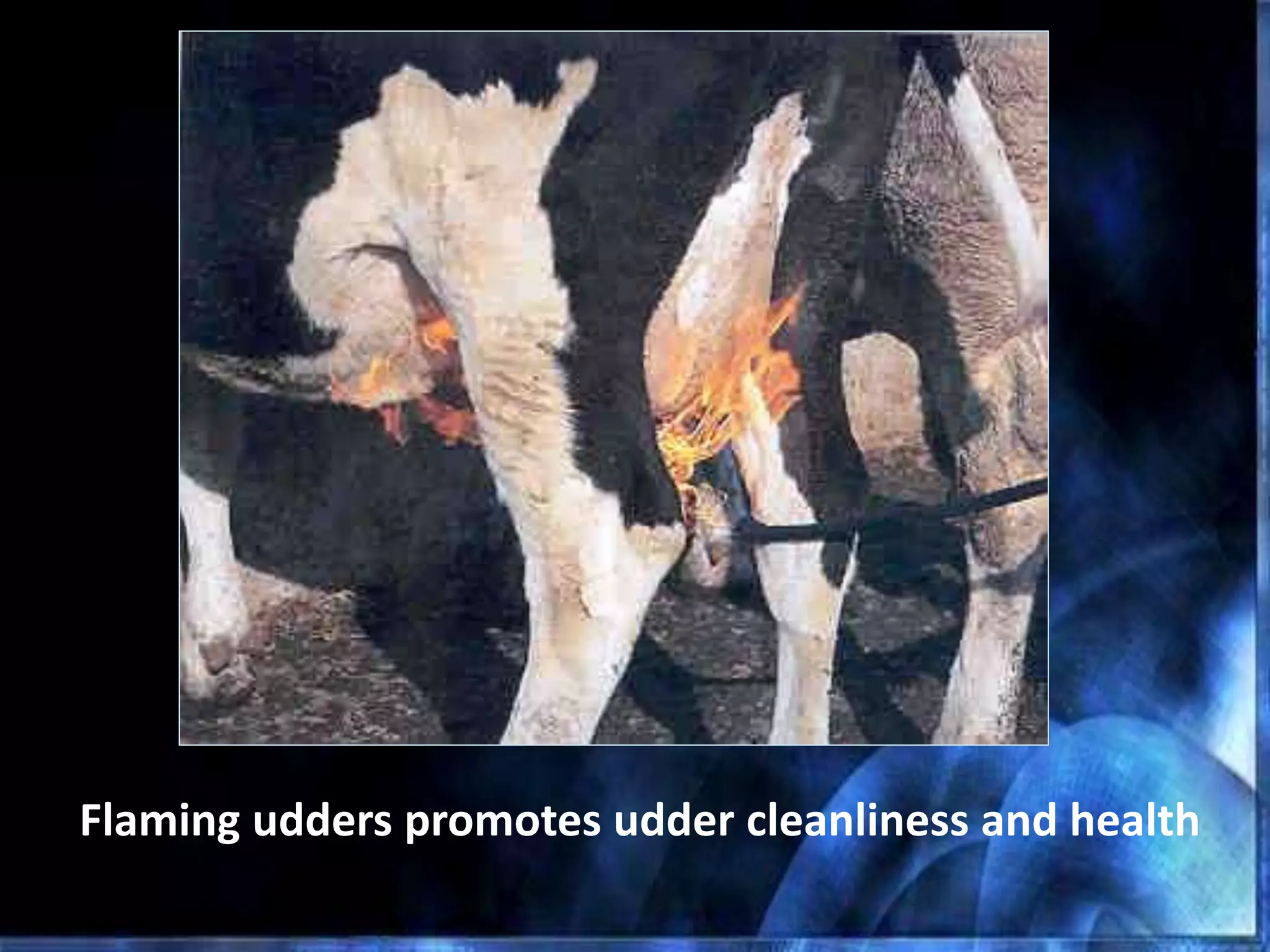 Mastitis Management and Prevention | PPTX