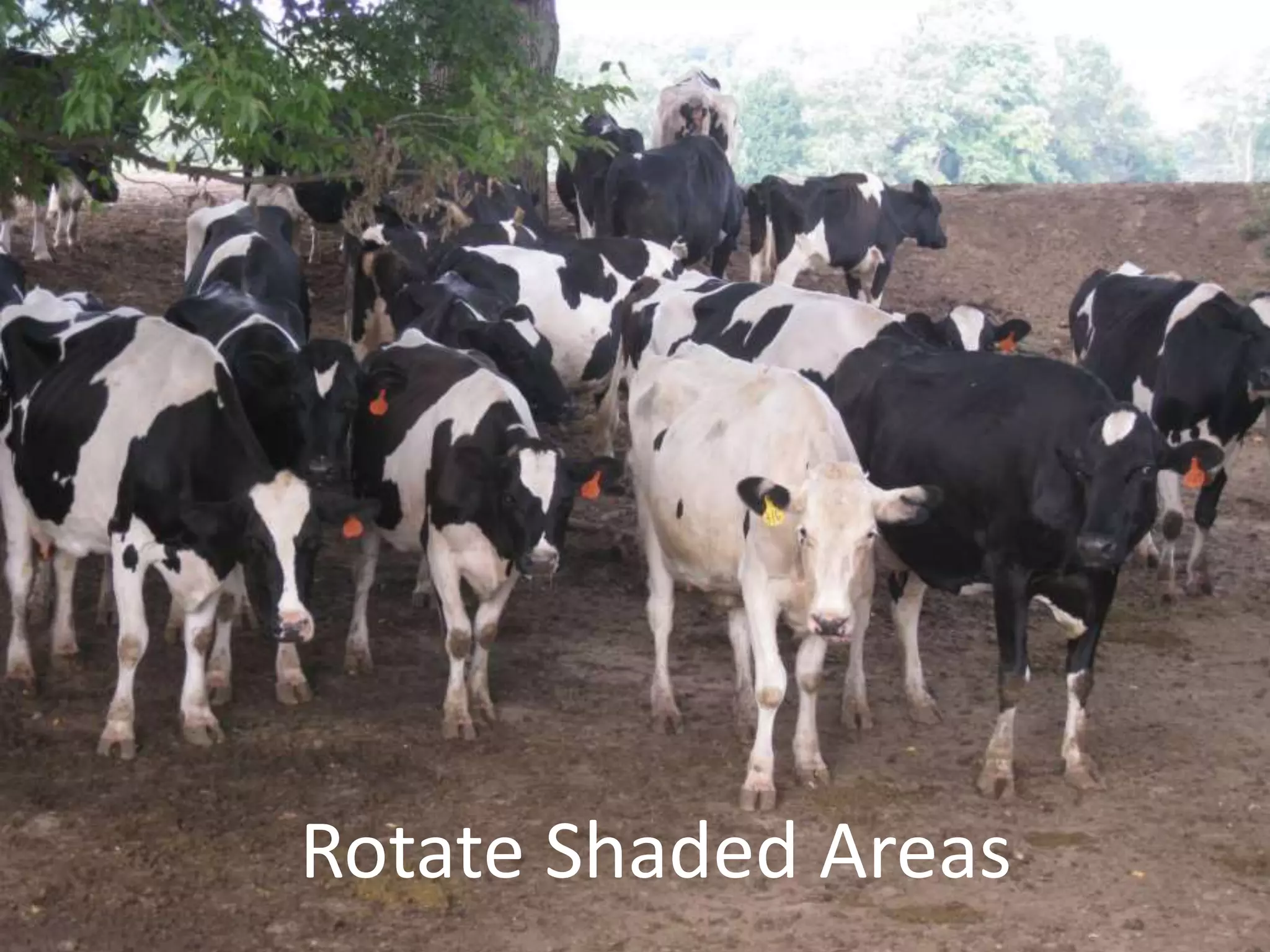 Mastitis Management and Prevention | PPTX | Diseases and Conditions | Medical Health