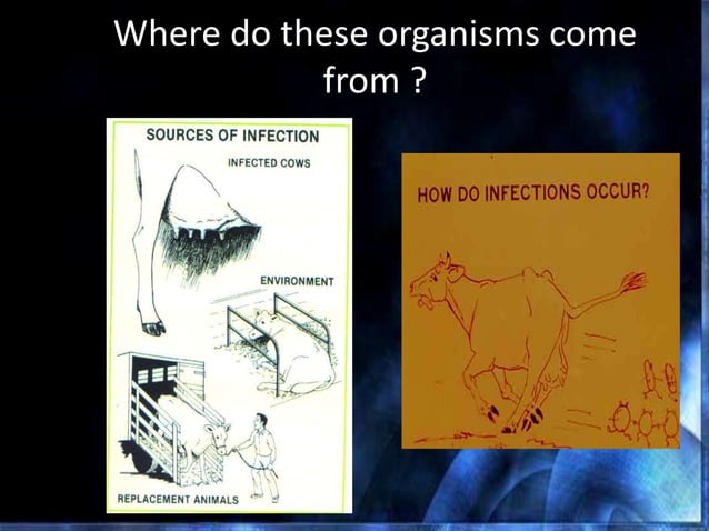 Mastitis Management and Prevention | PPTX | Diseases and Conditions ...