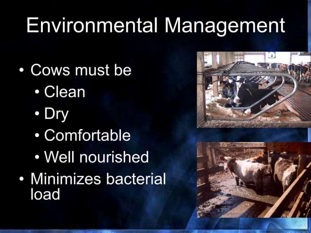 Mastitis Management and Prevention | PPTX | Diseases and Conditions | Medical Health