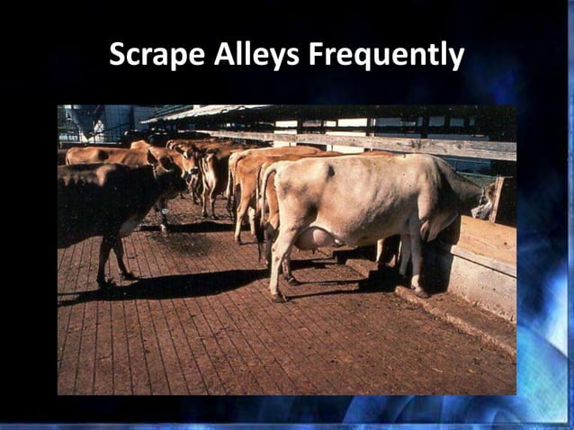 Mastitis Management and Prevention | PPTX | Diseases and Conditions ...