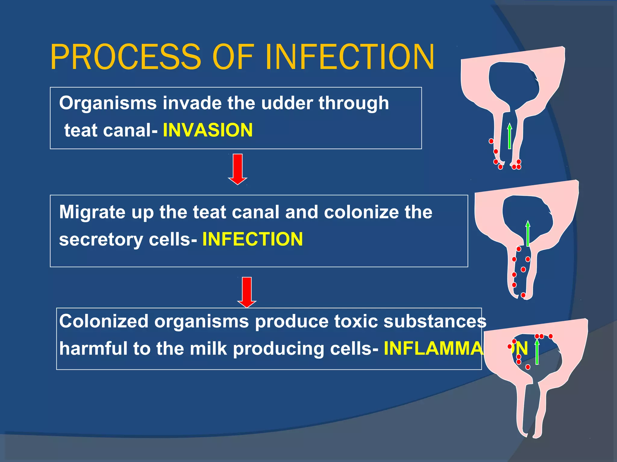 Mastitis phyto therapy | PPT