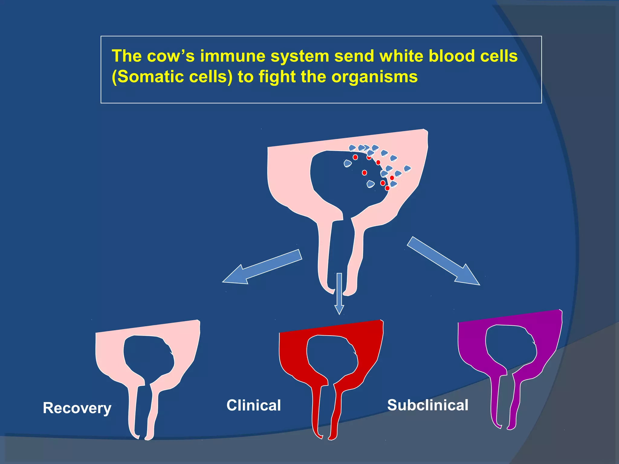 Mastitis phyto therapy | PPT