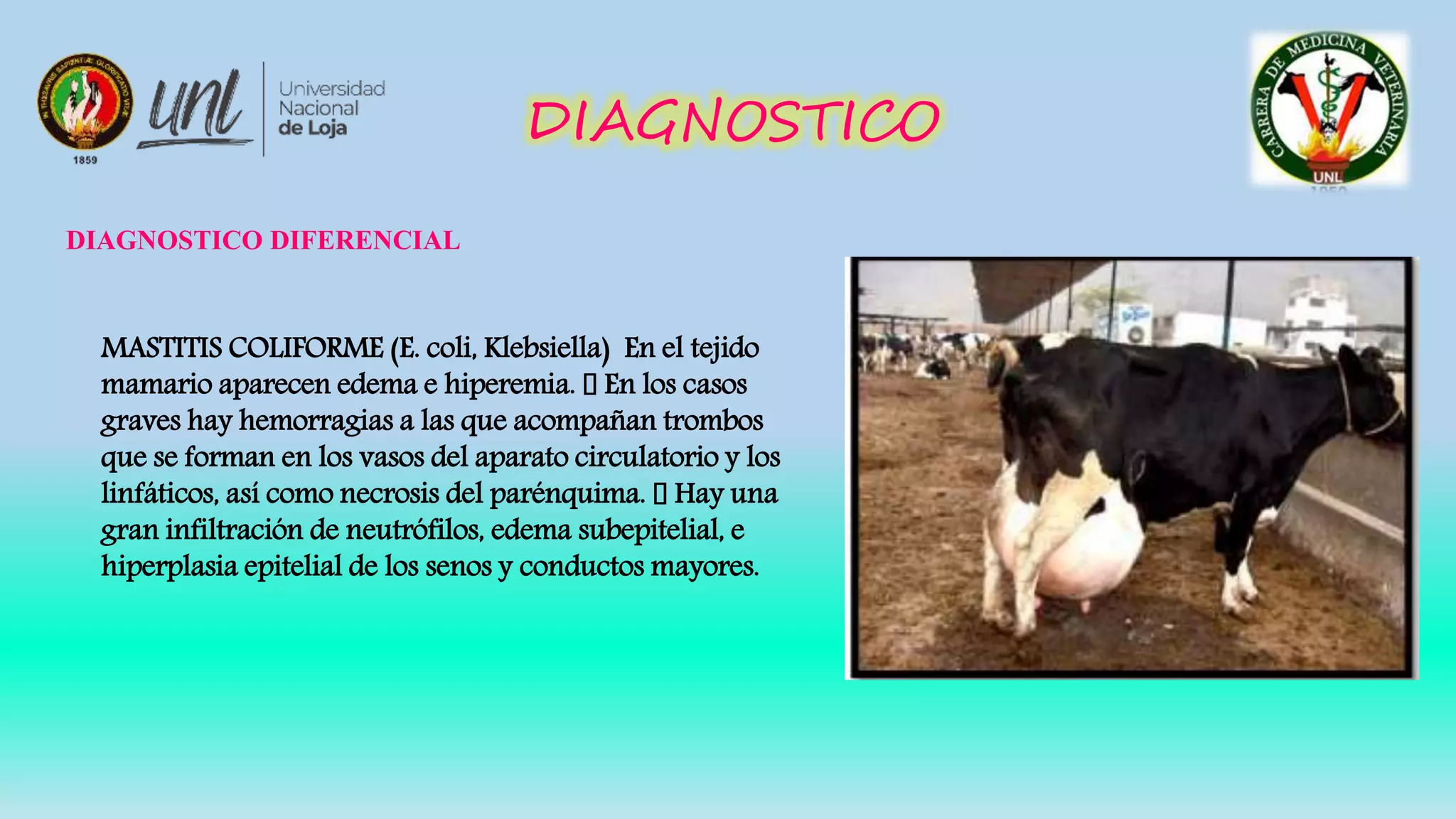 Mastitis Bovina | PPTX