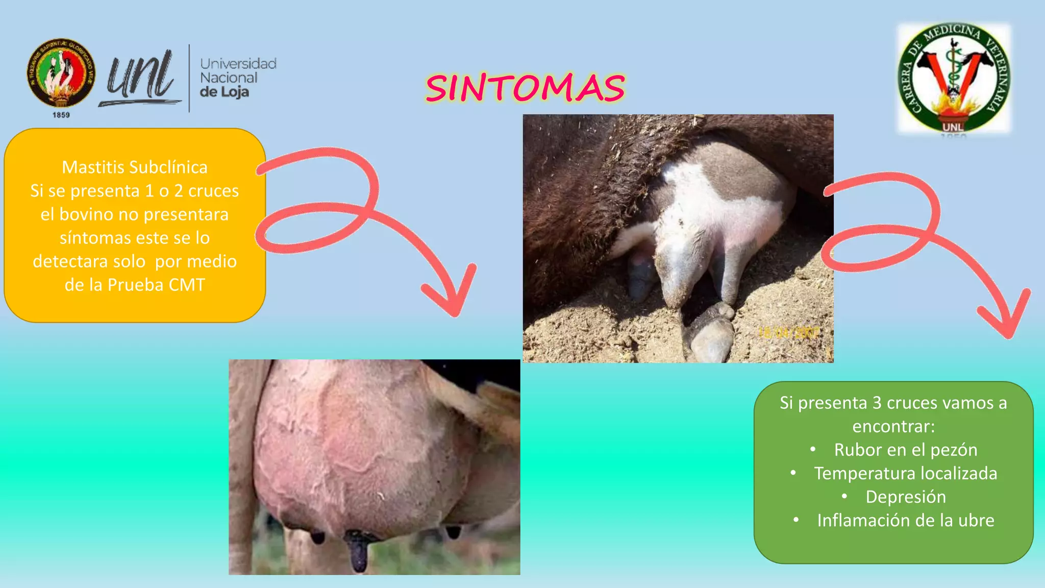Mastitis Bovina | PPTX