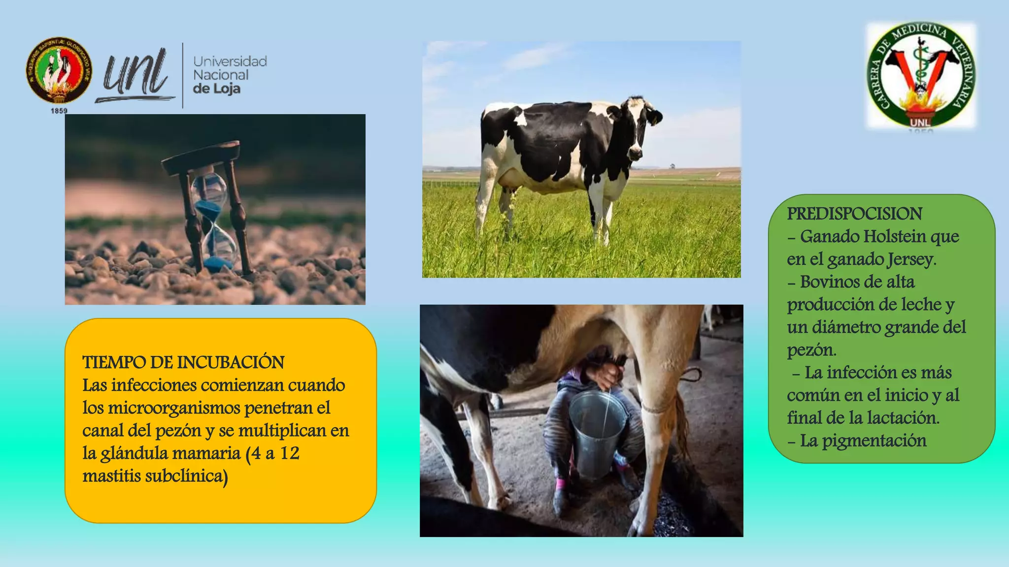 Mastitis Bovina | PPTX