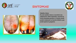 Mastitis Bovina | PPTX
