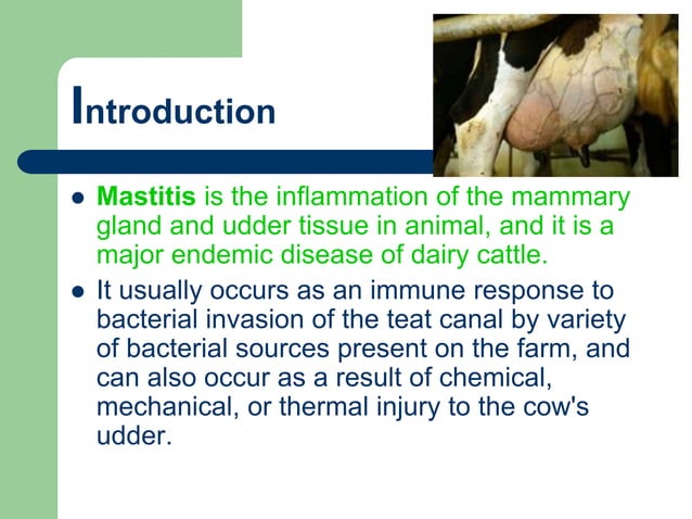 Mastitis in cattle, buffalo | PPT | Ear, Nose and Throat Conditions | Diseases and Conditions