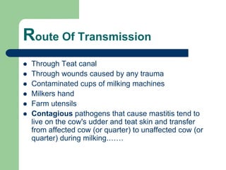 Mastitis in cattle, buffalo | PPT | Ear, Nose and Throat Conditions ...