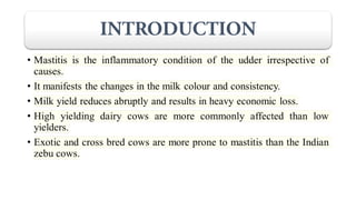 Mastitis The Most Common Large Animal Disease.ppt
