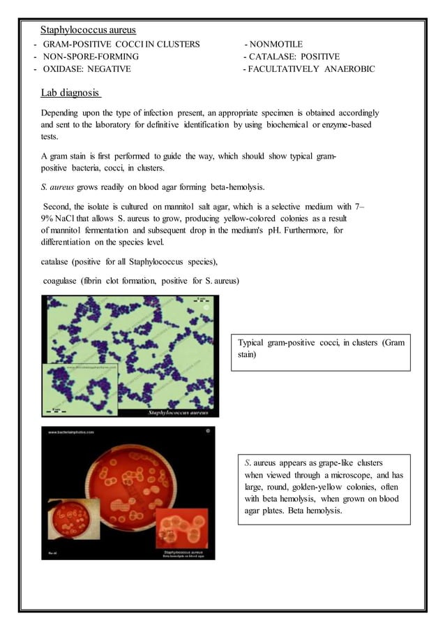 Laboratory diagnosis of bovine mastitis bacteria. | DOCX | Ear, Nose ...