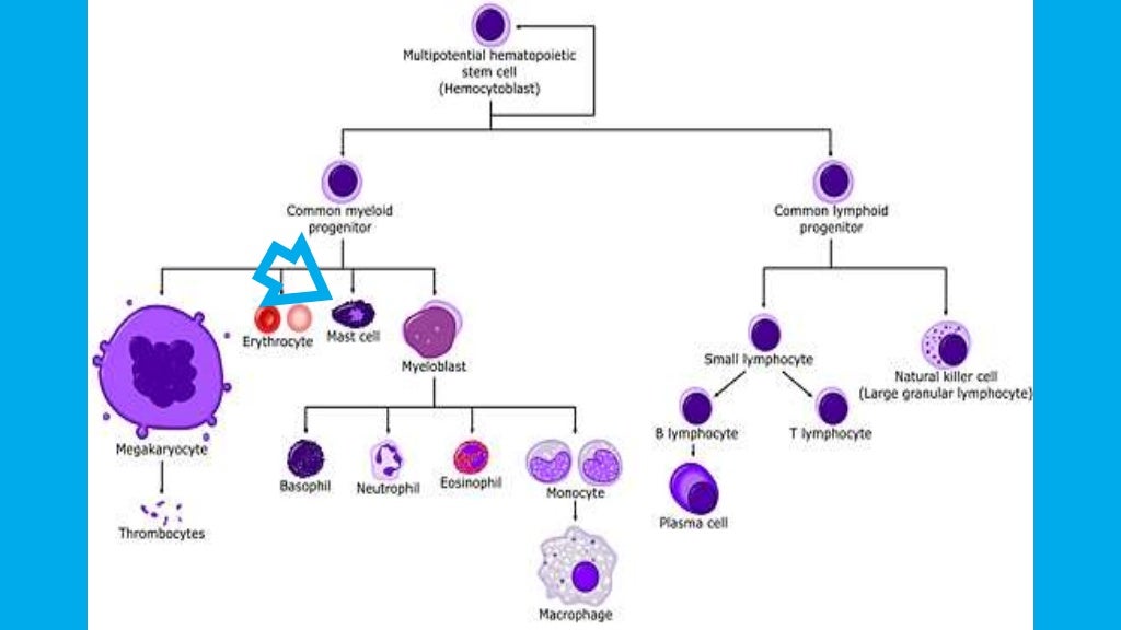 Mastocytosis