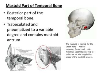 Mastoid Notch Of Temporal Bone