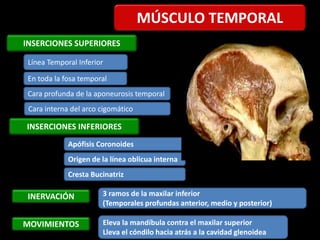 MÚSCULOS MASTICATORIOS | PPT