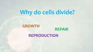 Cell cycle & Cell division | PPTX