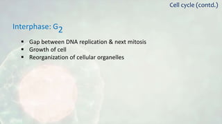 Cell cycle & Cell division | PPTX