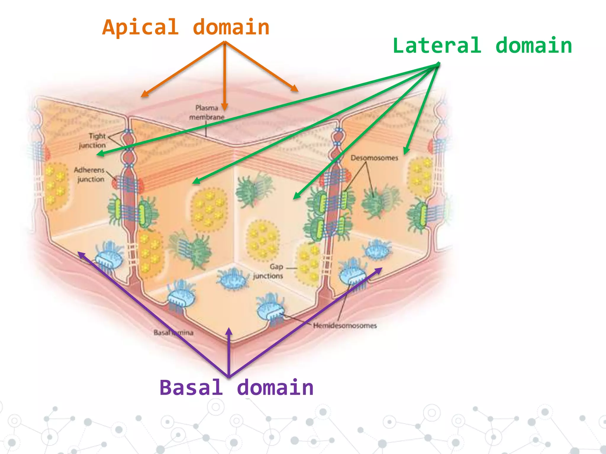 Cell junction & Junctional complexes | PPTX