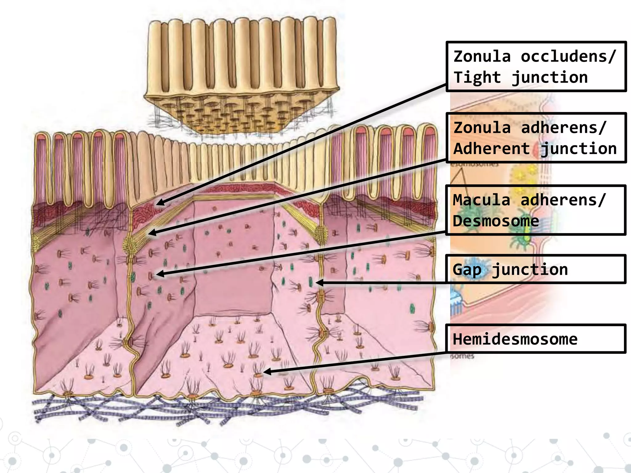 Cell junction & Junctional complexes | PPTX