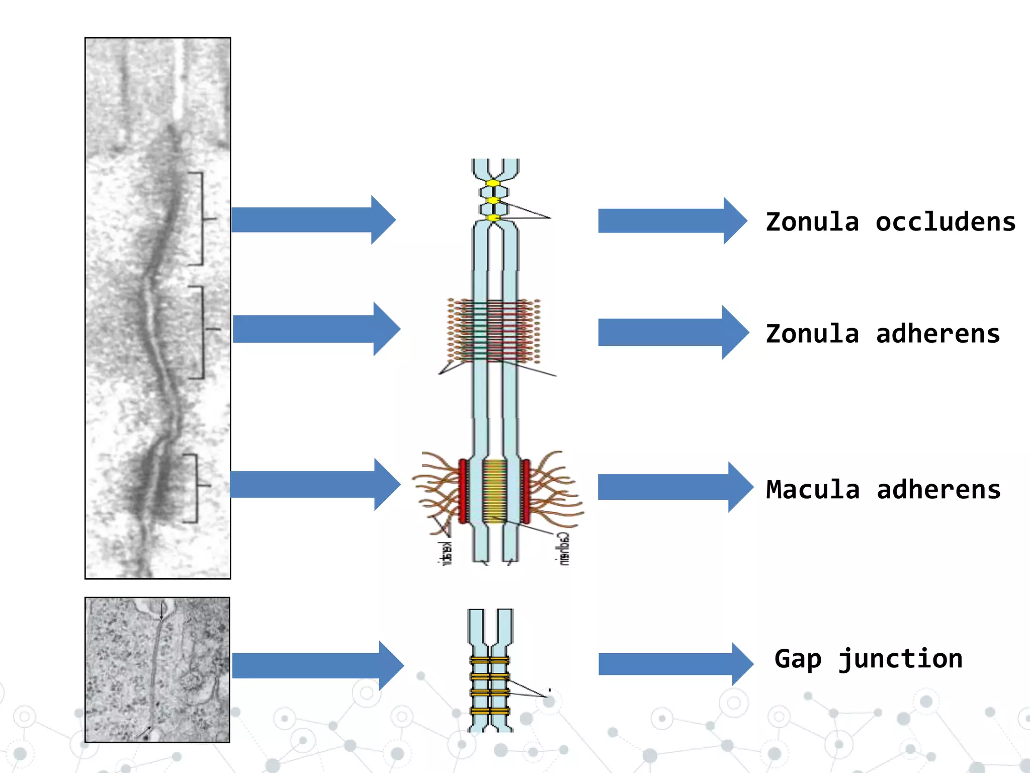 Cell junction & Junctional complexes | PPTX