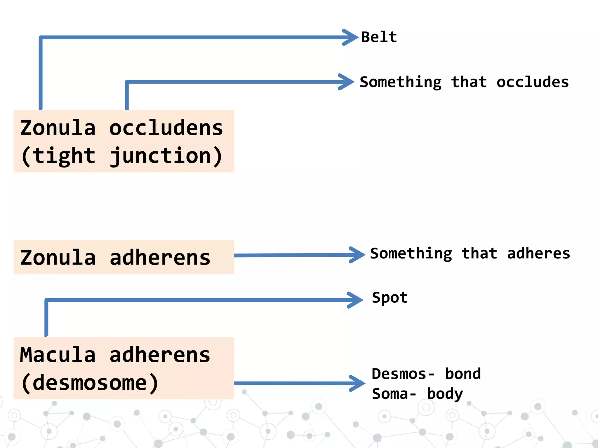 Cell junction & Junctional complexes | PPTX