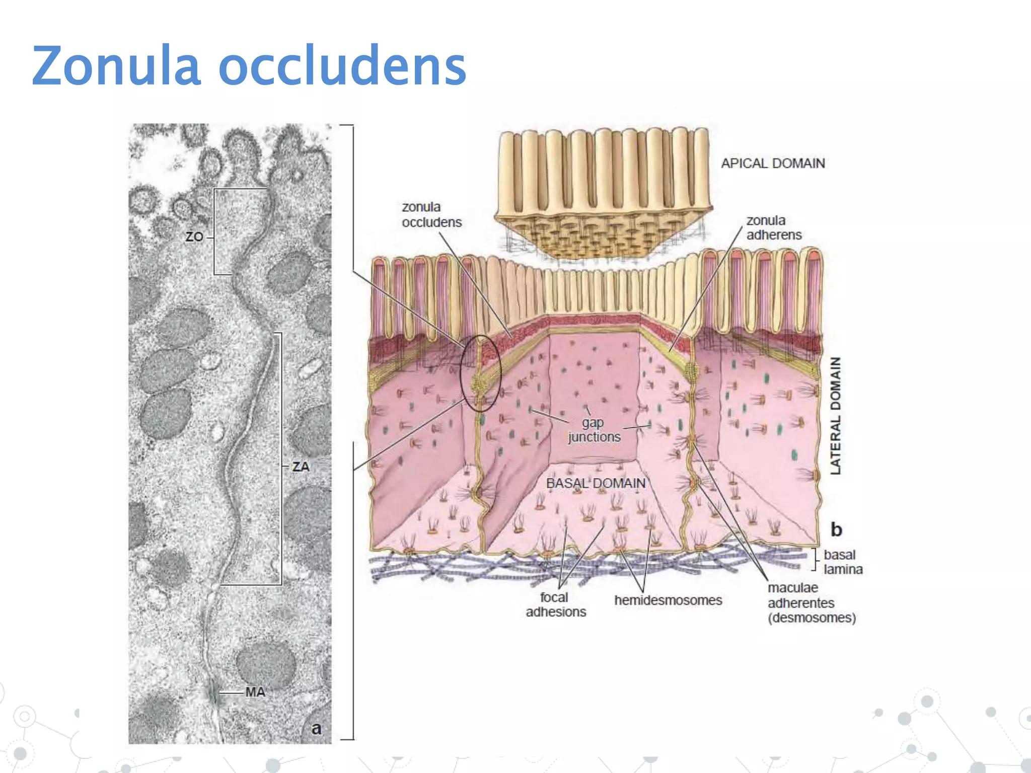 Cell junction & Junctional complexes | PPTX