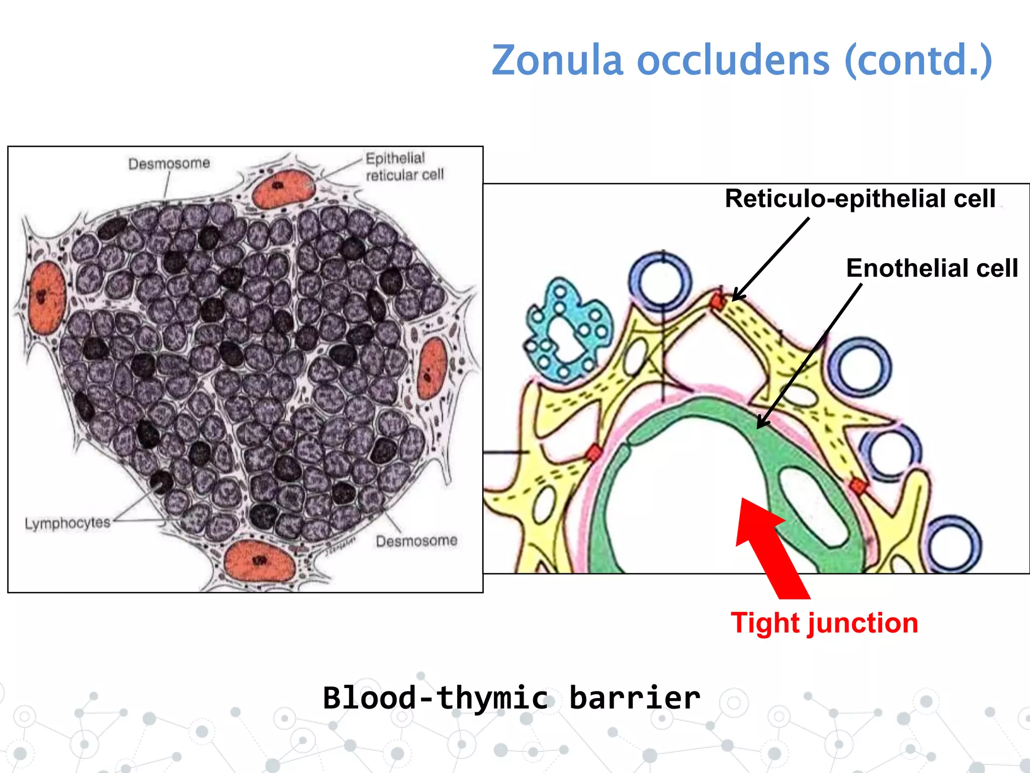Cell junction & Junctional complexes | PPTX