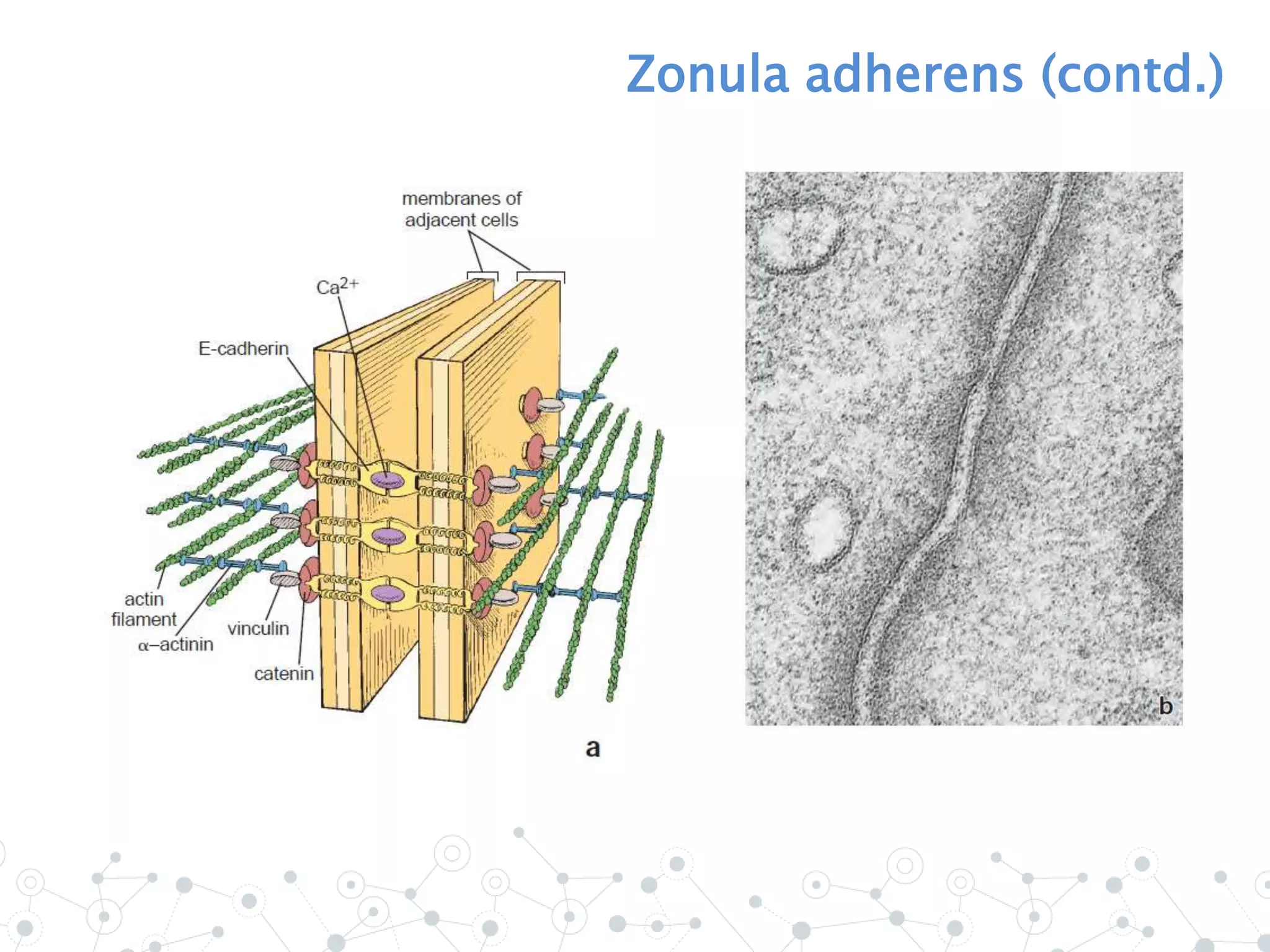 Cell junction & Junctional complexes | PPTX