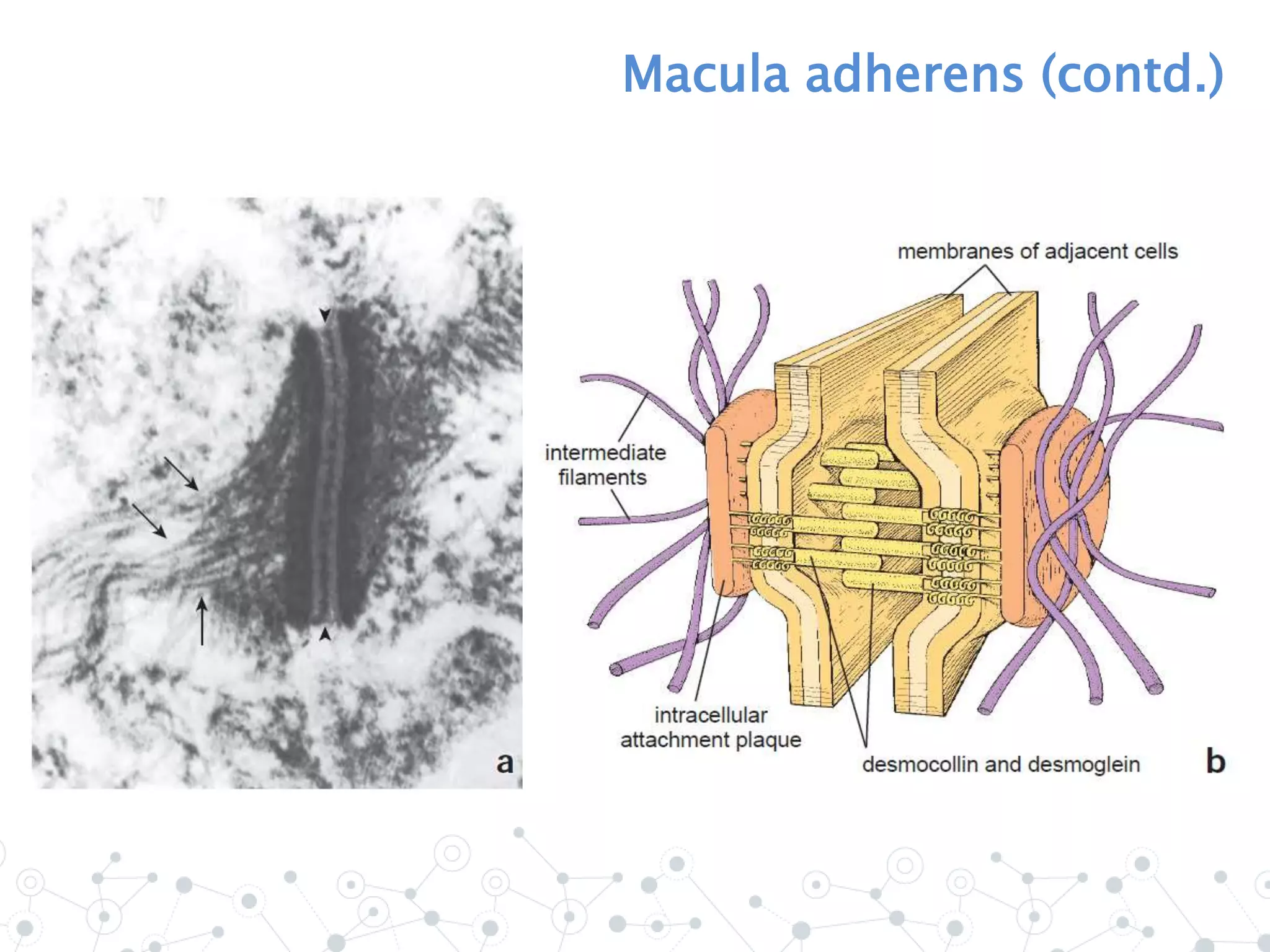 Cell junction & Junctional complexes | PPTX