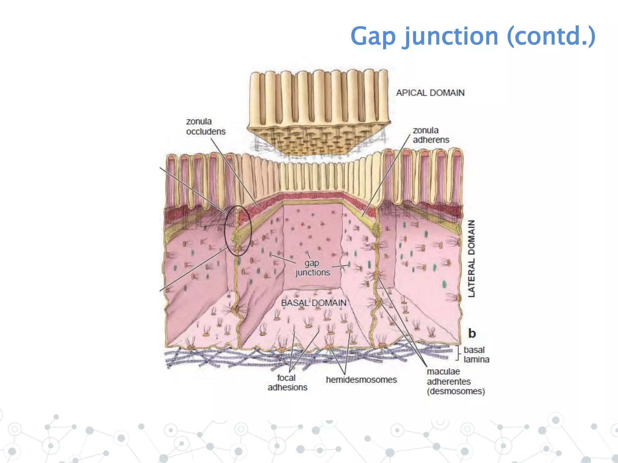 Cell junction & Junctional complexes | PPTX
