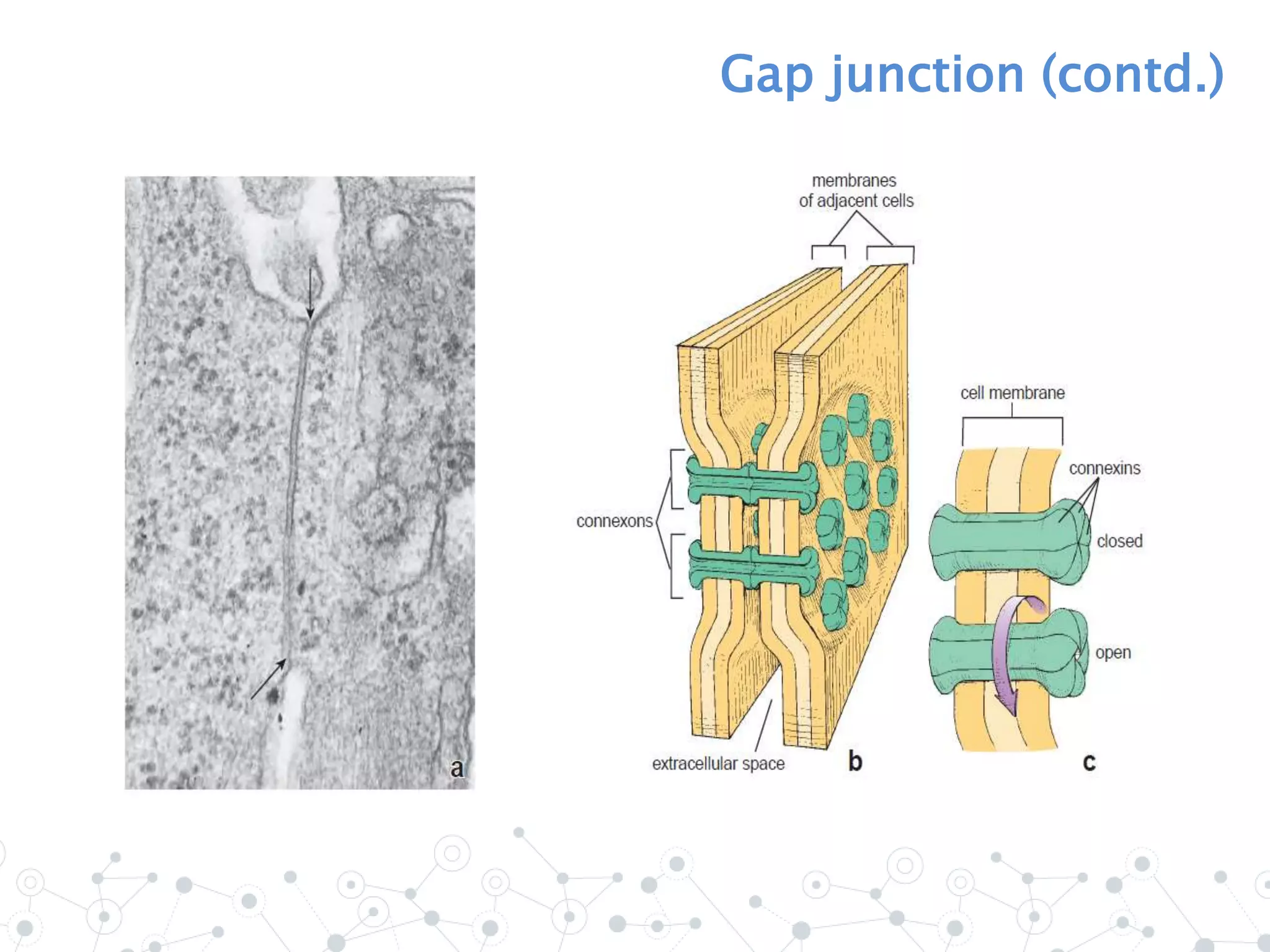 Cell junction & Junctional complexes | PPTX