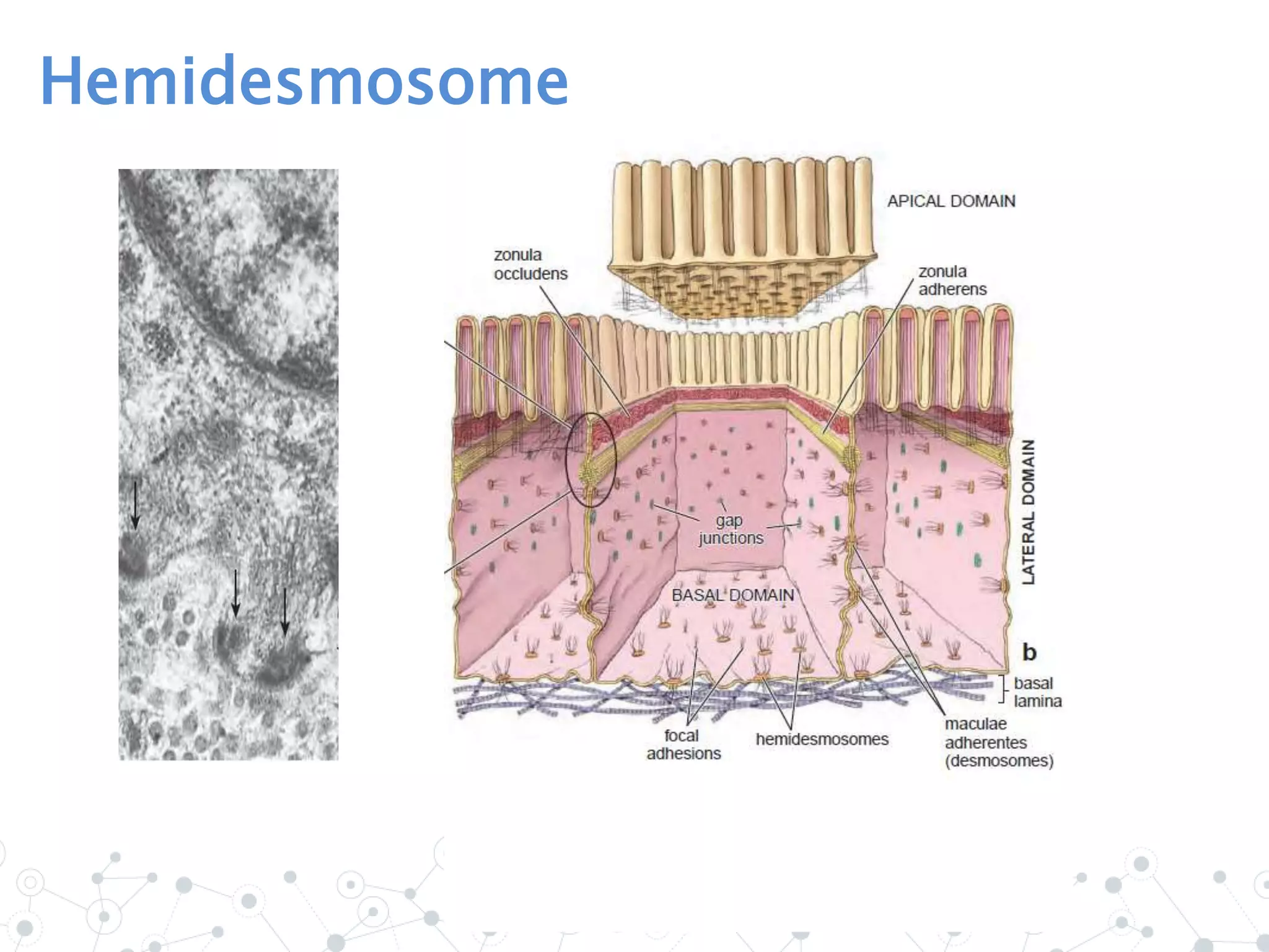 Cell junction & Junctional complexes | PPTX