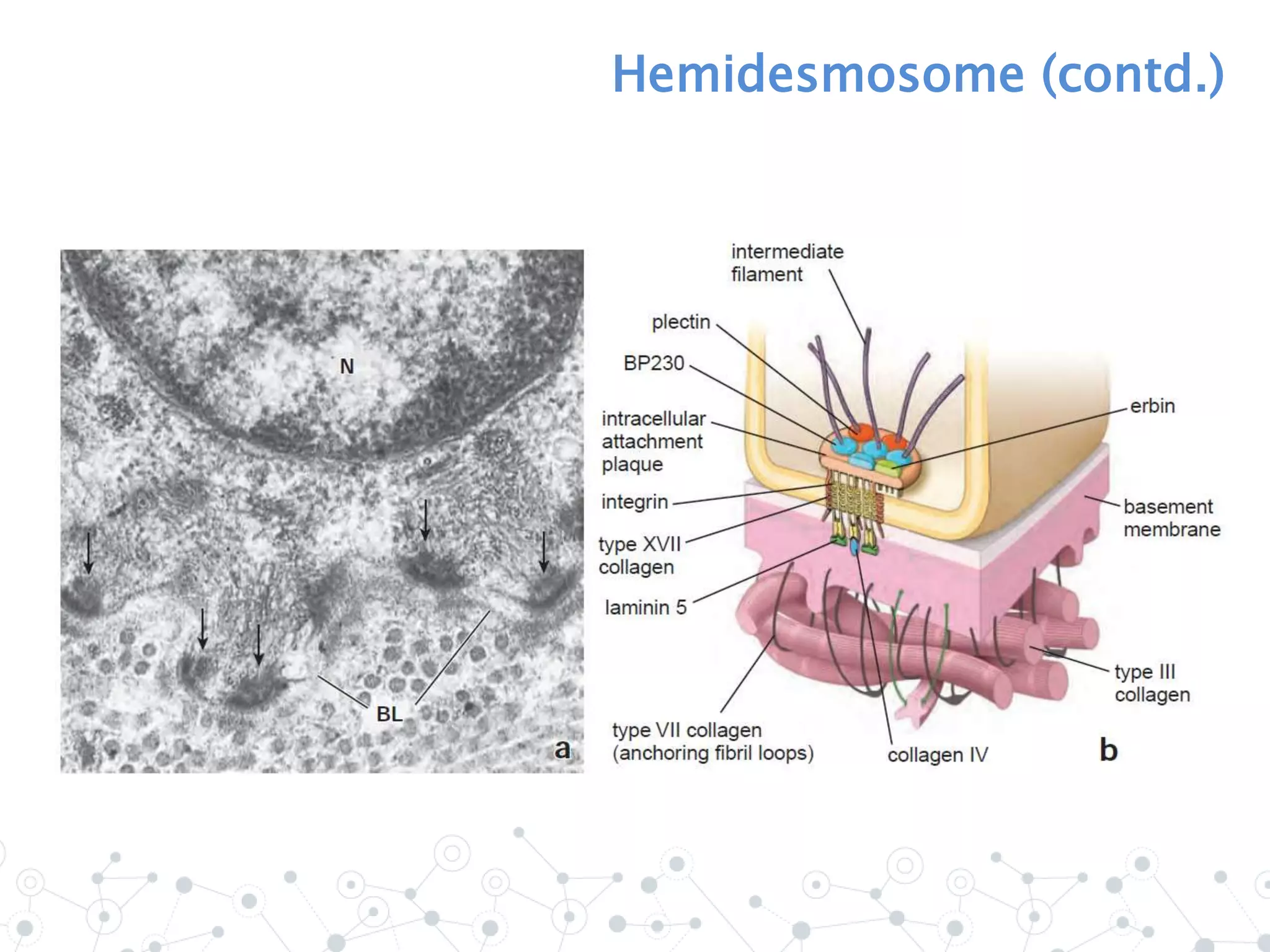 Cell junction & Junctional complexes | PPTX