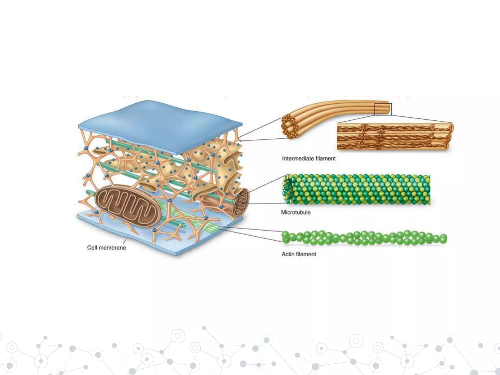 Cell junction & Junctional complexes | PPTX