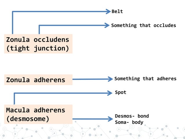 Cell junction & Junctional complexes | PPTX | Biological Sciences | Science