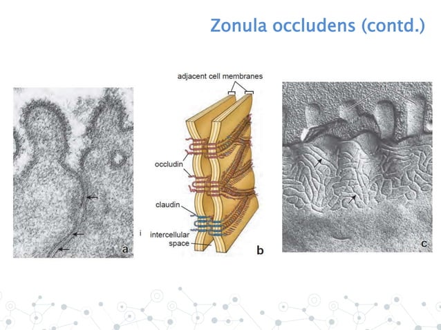Cell junction & Junctional complexes | PPTX | Biological Sciences | Science