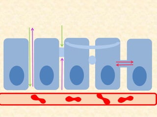 Cell junction & Junctional complexes | PPTX