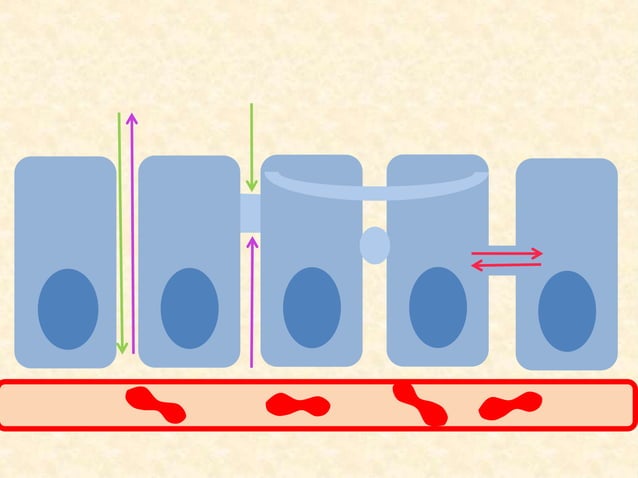 Cell junction & Junctional complexes | PPTX | Biological Sciences | Science