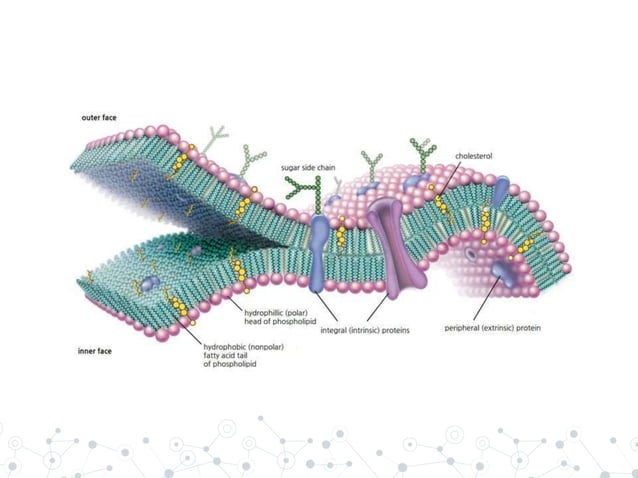 Cell junction & Junctional complexes | PPTX | Biological Sciences | Science