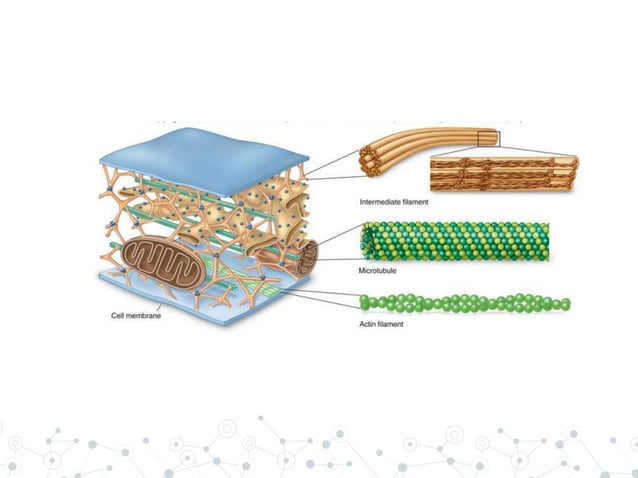 Cell junction & Junctional complexes | PPTX | Biological Sciences | Science